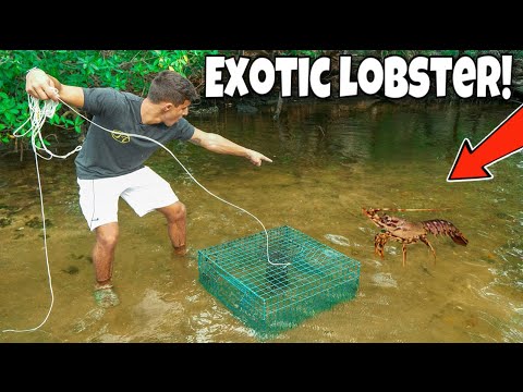 Fish trap catches an exotic lobster