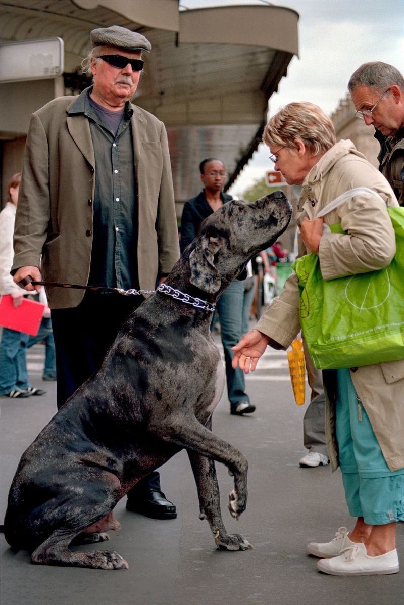 12 dogs with painfully short lifespans, owners say, are never easy to ...