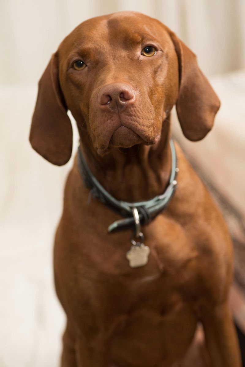 These 14 dog breeds feel emotions so deeply owners often notice it ...