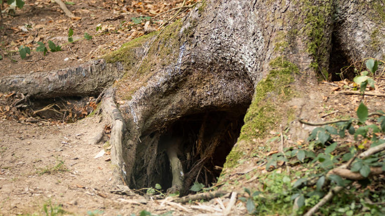 What to do if you find a bear den in your yard