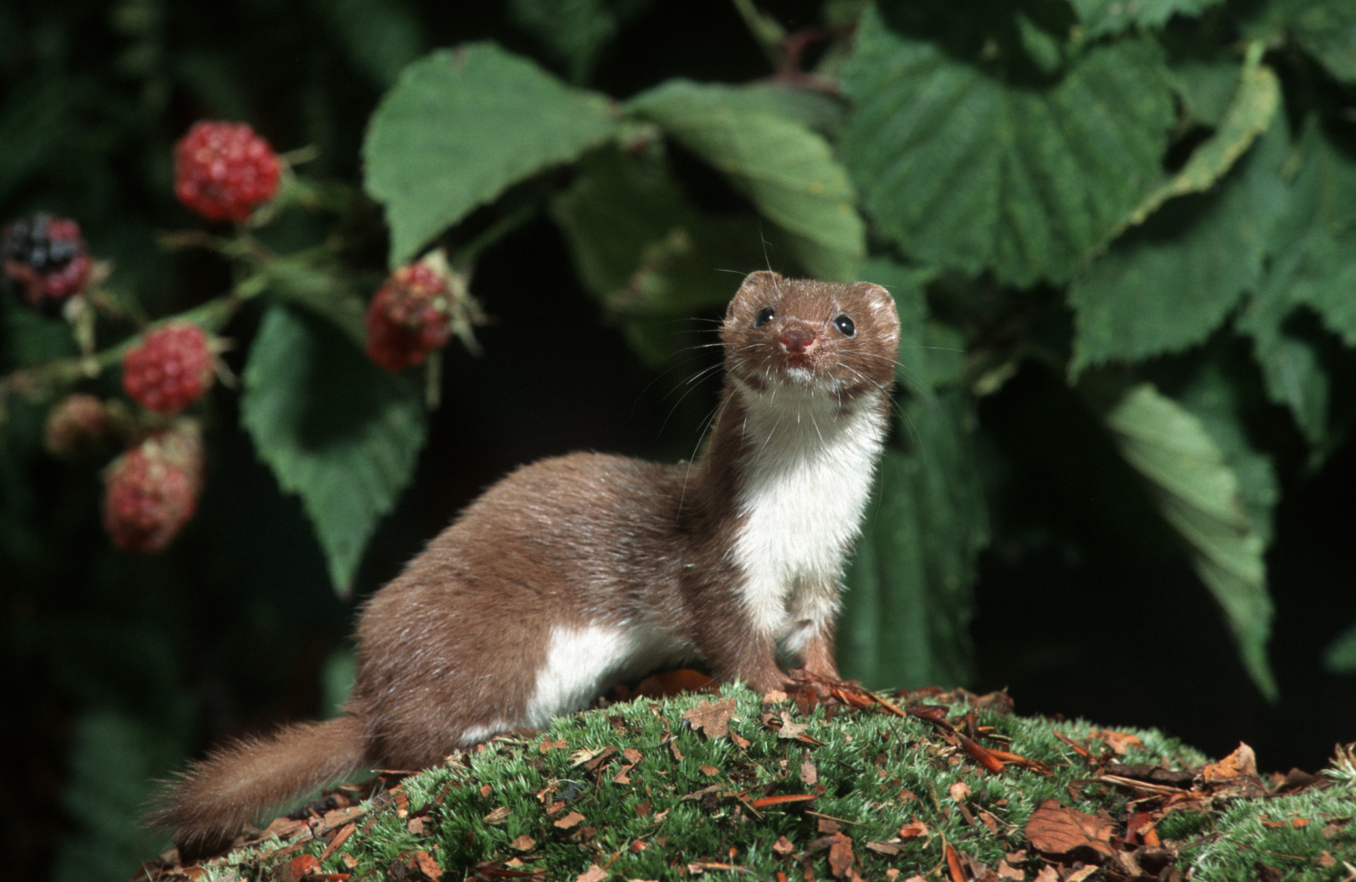 Animals with the shortest lifespan