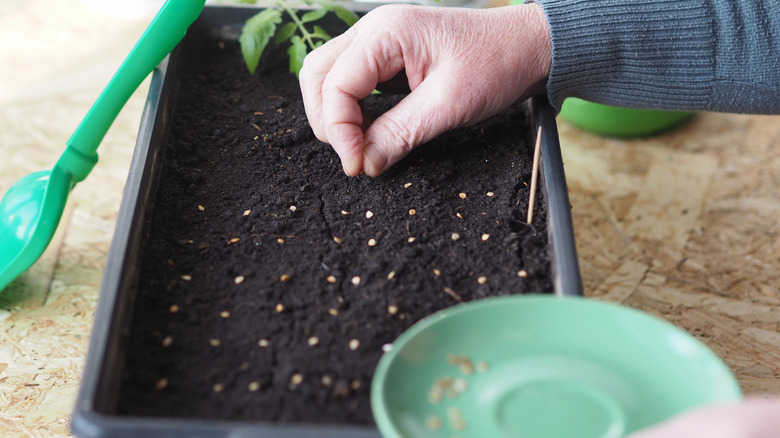 10 tips to grow tomatoes in containers