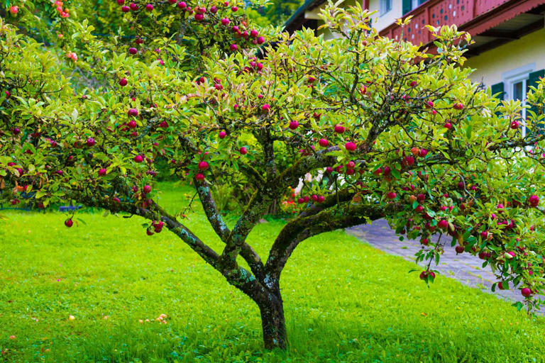 How to grow an apple tree that actually produces fruit—what gardening ...