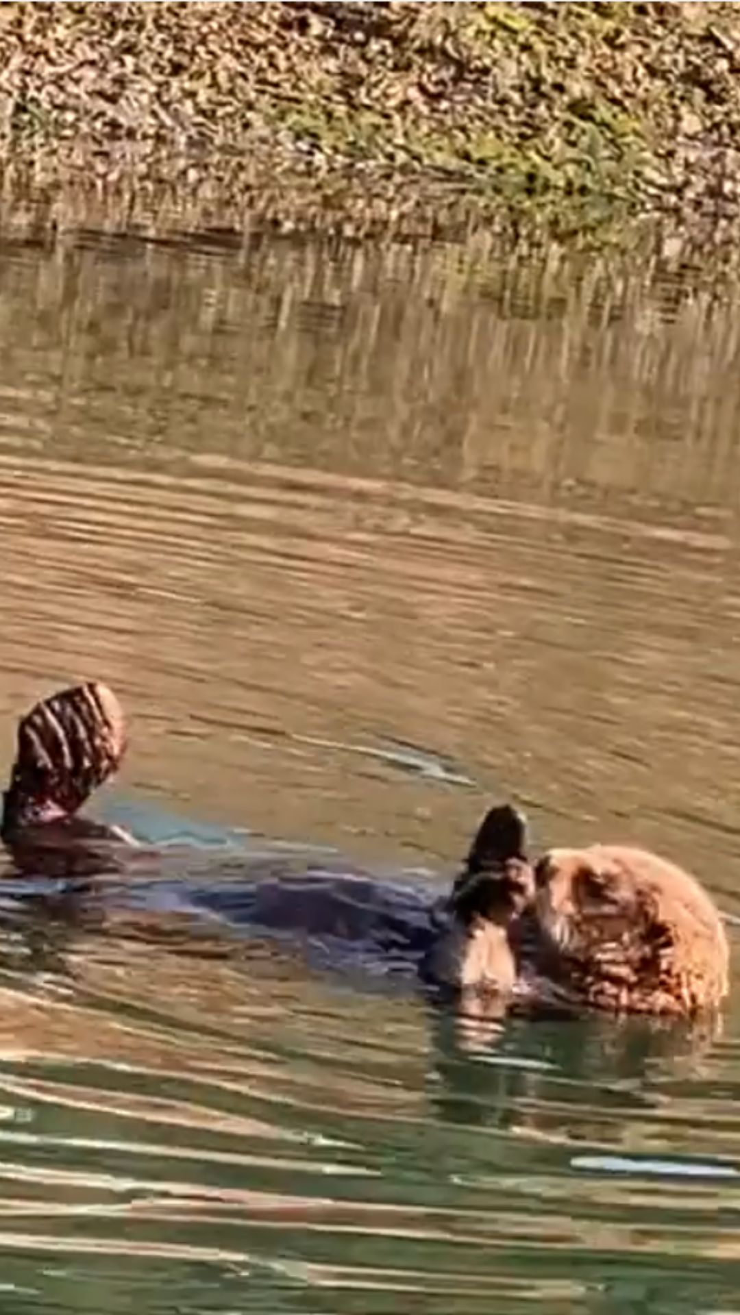 Protecting sea otters from poaching, oil spills, and pollution
