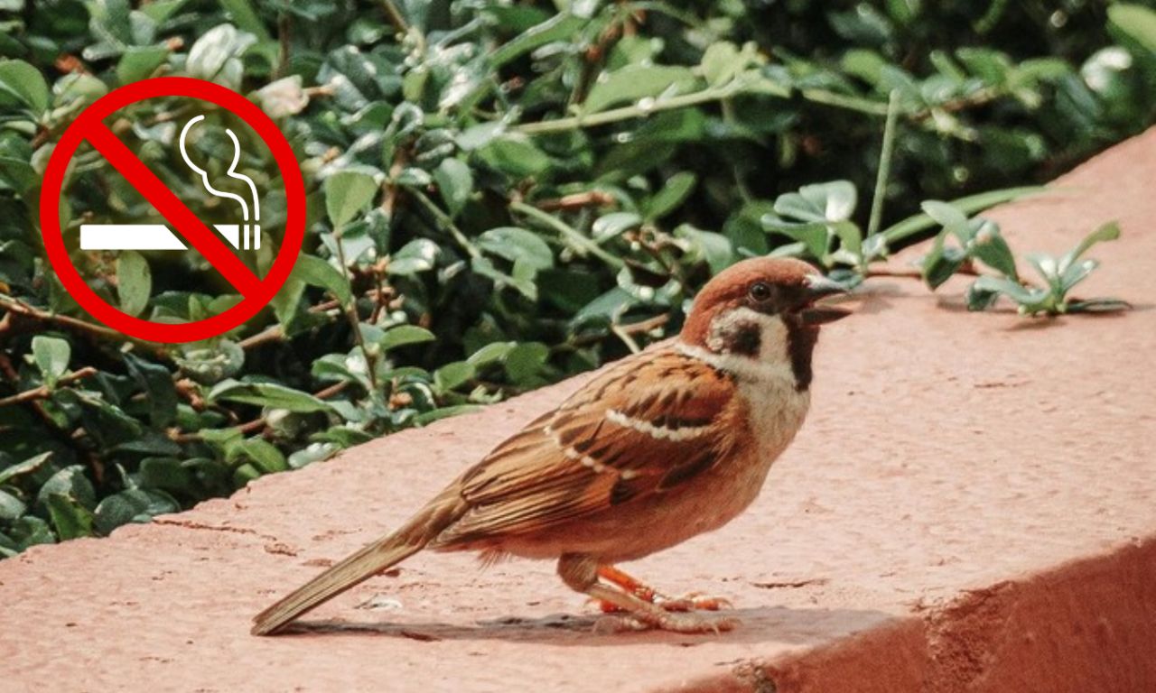 Los pájaros urbanos comenzaron a usar colillas de cigarros en sus nidos ...