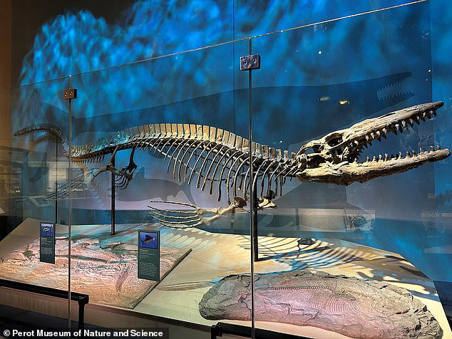 There's a new T rex in town! New species of mosasaur measuring 43 feet ...