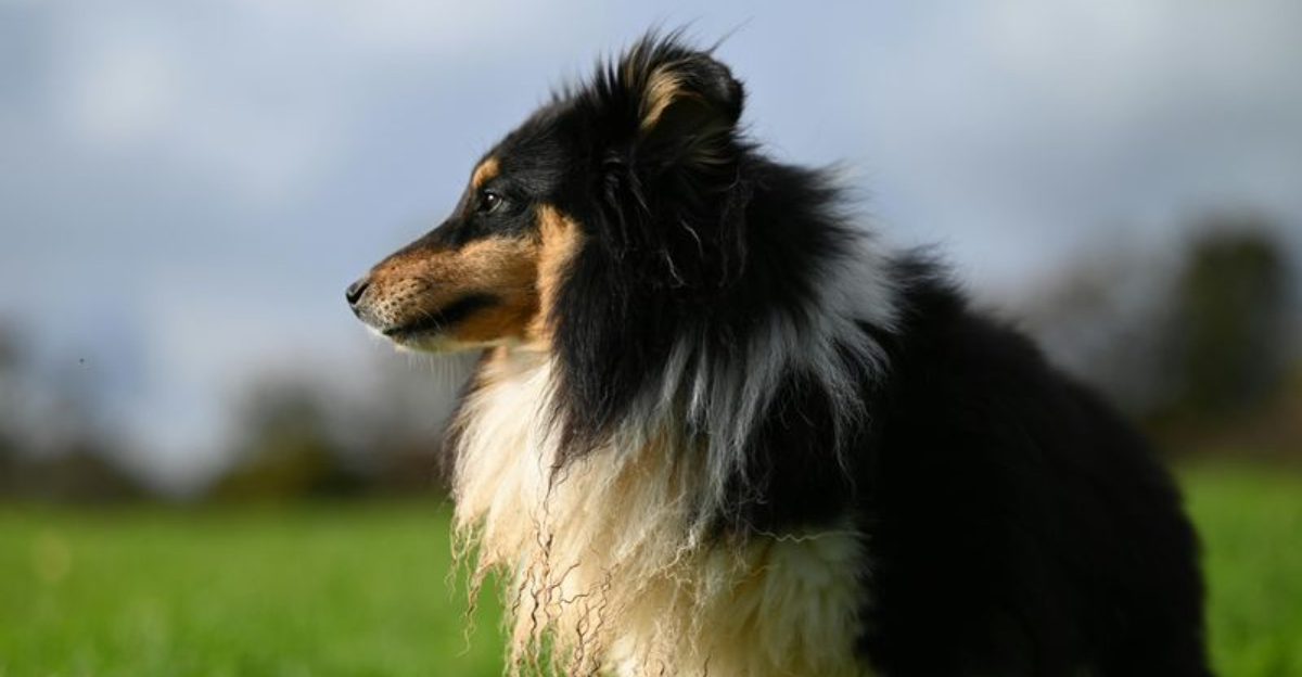 These 14 dog breeds feel emotions so deeply owners often notice it ...