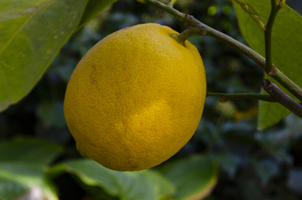 20 easiest fruit trees to grow in containers