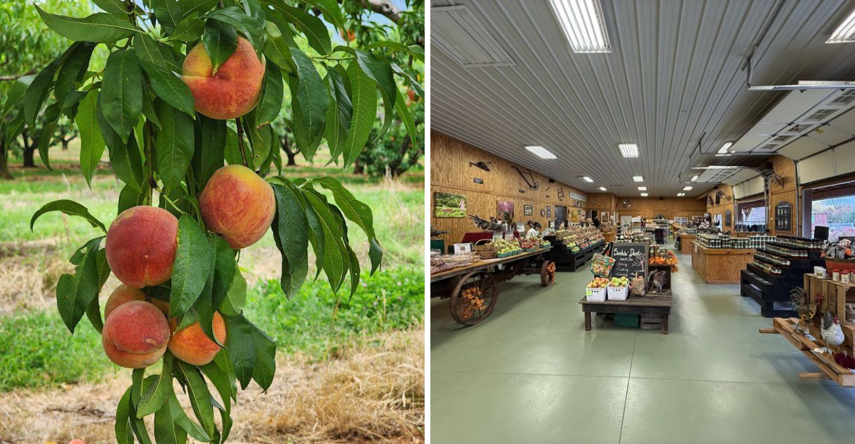 The Virginia berry farm where you fill your own buckets with ripe, sun ...