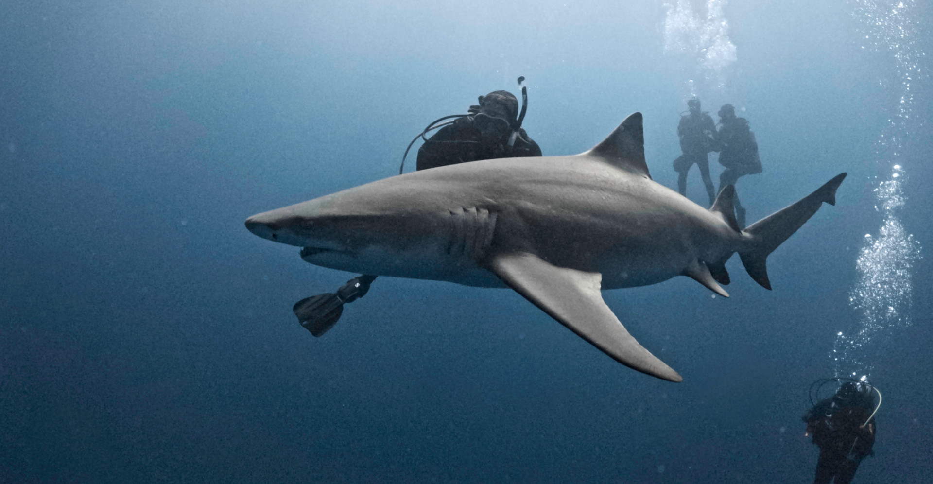 Why sharks are absolutely necessary to our existence