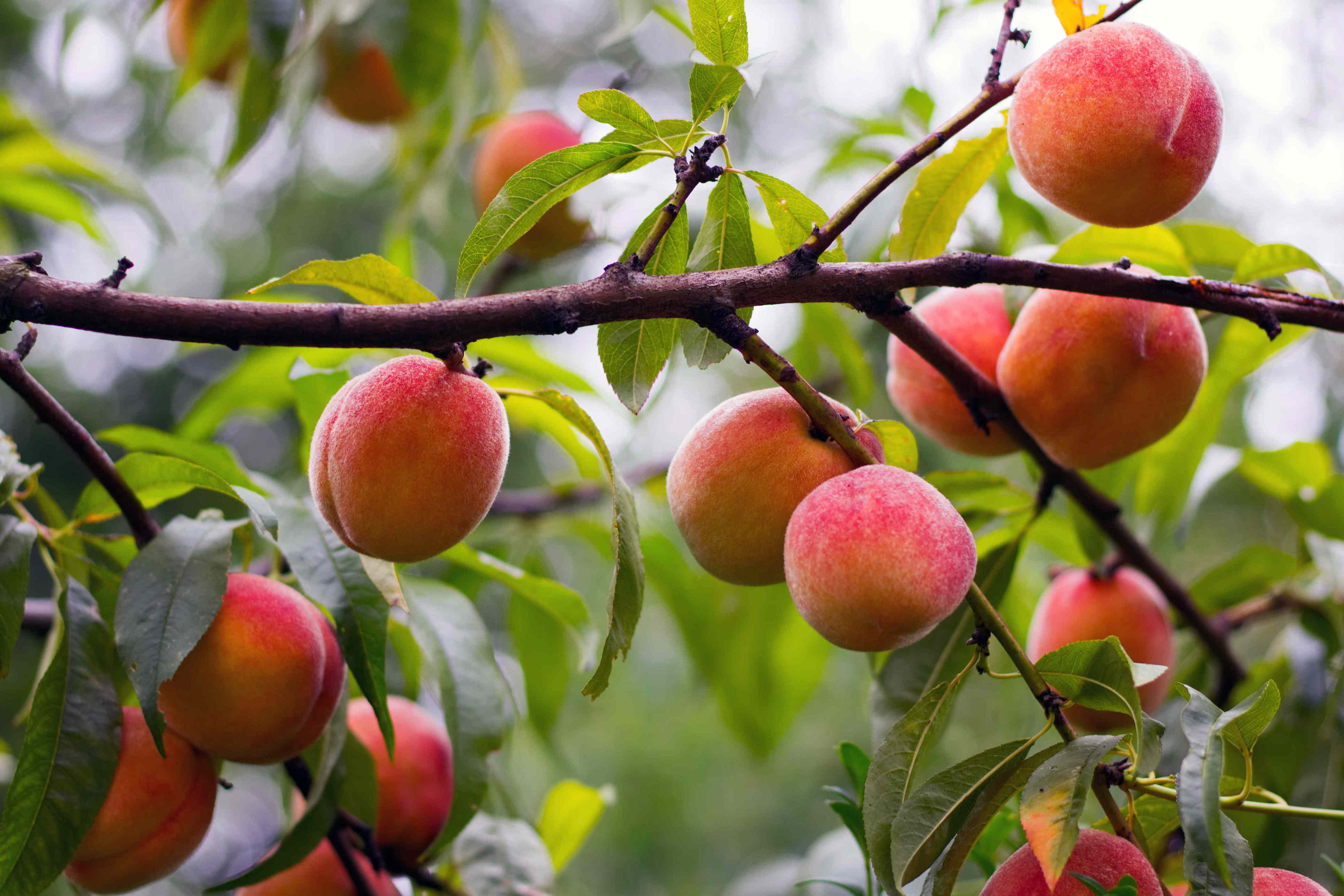 Why your peach tree isn’t producing fruit—and the simple fixes that ...