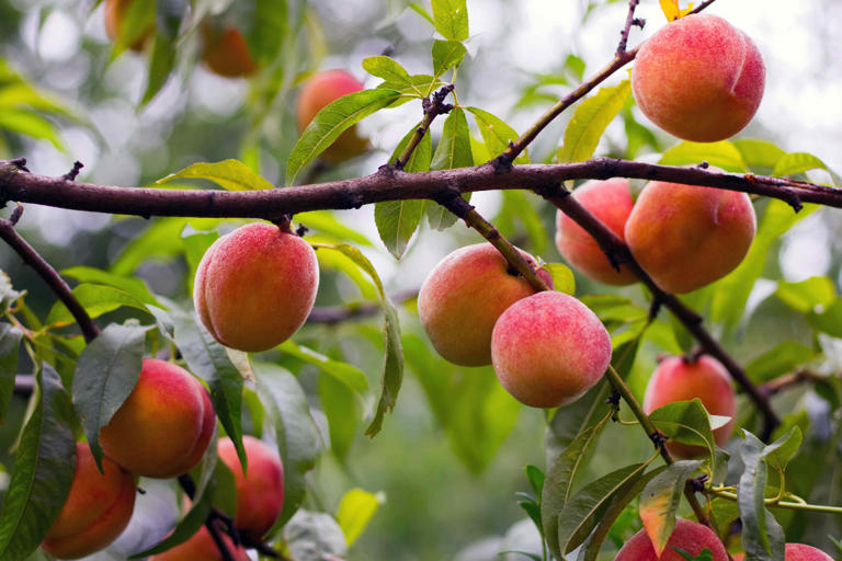 Why your peach tree isn’t producing fruit—and the simple fixes that ...