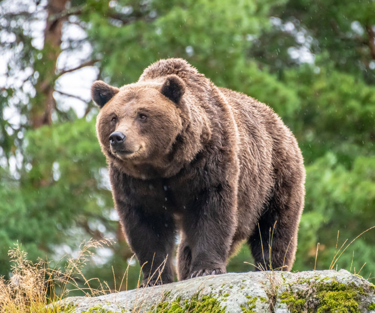 Meet your birth month woodland animal – and the meaning behind 12 ...
