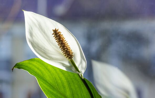 Peace lilies burst with blooms when 1 kitchen scrap is poured in every ...
