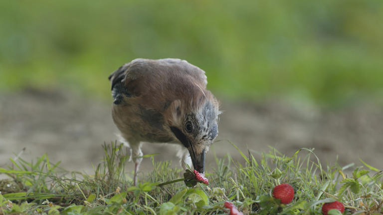 Gardener shares cute & clever DIY for keeping birds out of fruit: 'I ...