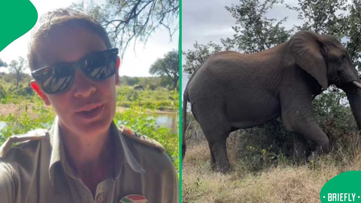 Safari guide explains the reason silence matters when elephants come ...