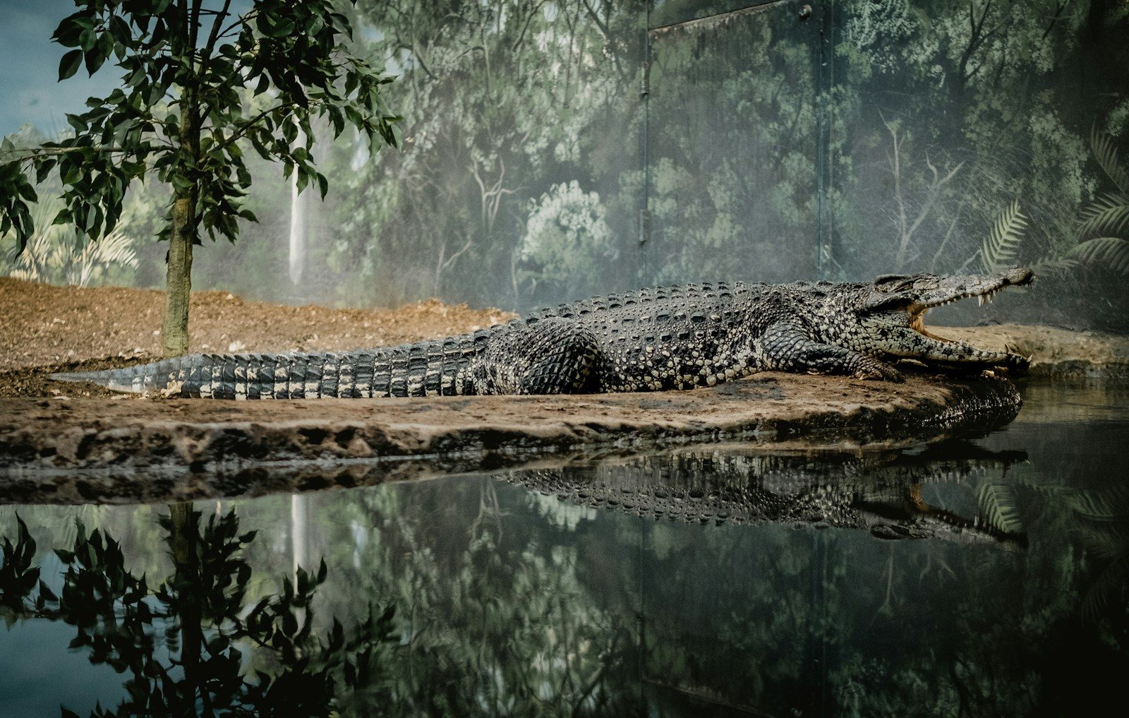 The predator that may hunt humans on purpose