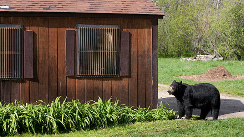 What to do if you find a bear den in your yard