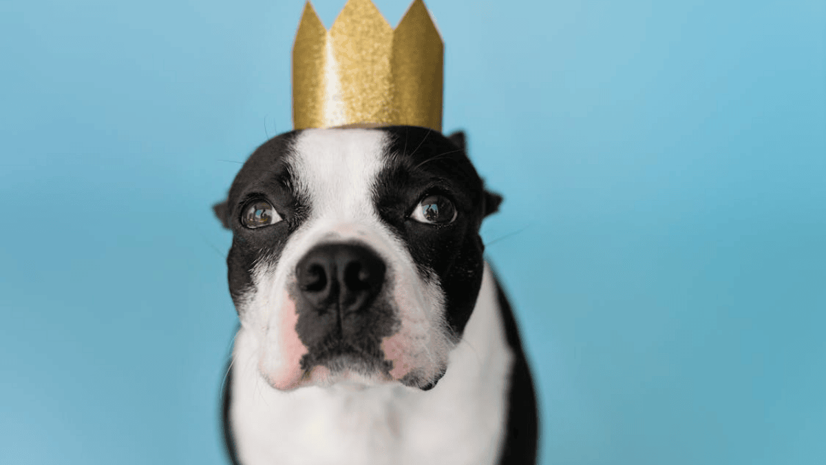 Cute for photos, uncomfortable for pets? 5 popular accessories your dog ...