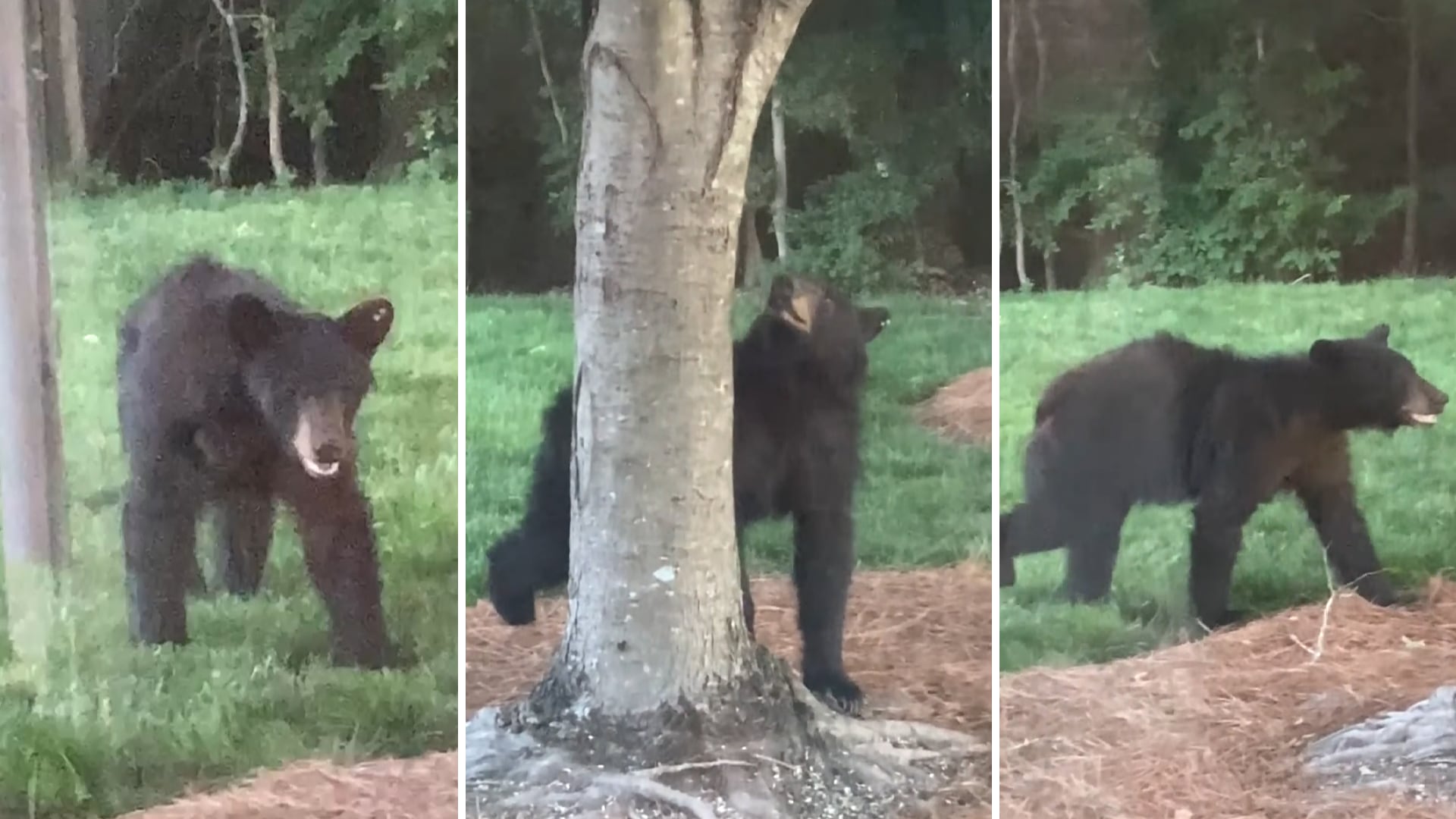 Video: Black bear seen eating from bird feeder in north Charlotte ...
