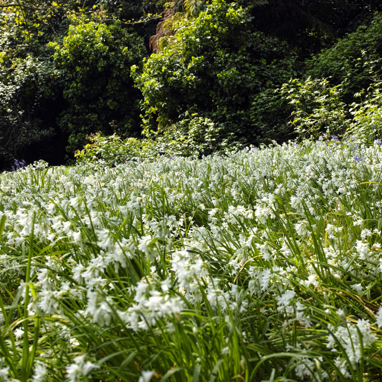 Garden experts issue warning against rapidly spreading invasive plant ...