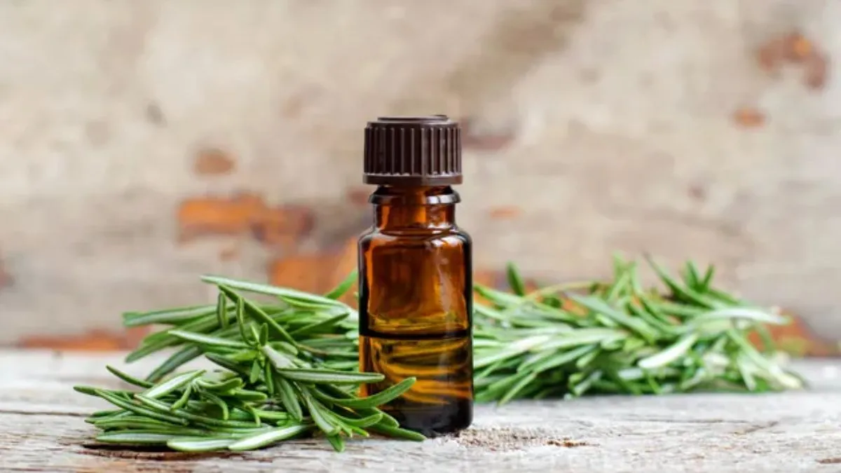 Must try rosemary oil for hair growth and healthy locks in summers