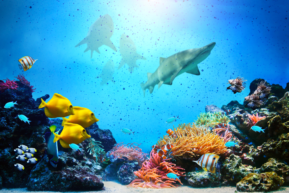 14 sharks with features scientists study
