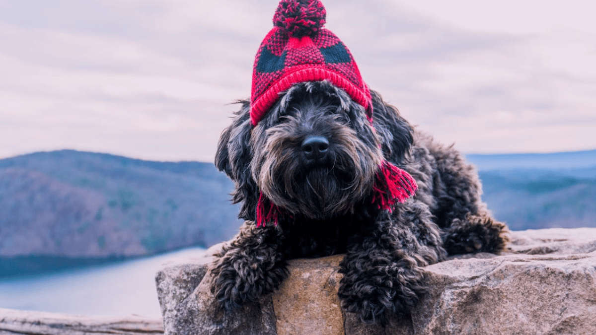 Cute for photos, uncomfortable for pets? 5 popular accessories your dog ...