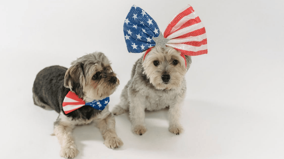 Cute for photos, uncomfortable for pets? 5 popular accessories your dog ...