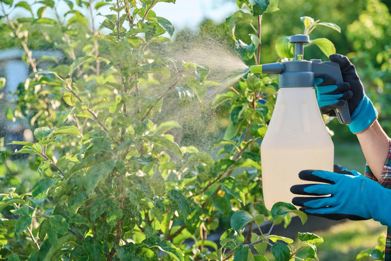 How to grow an apple tree that actually produces fruit—what gardening ...