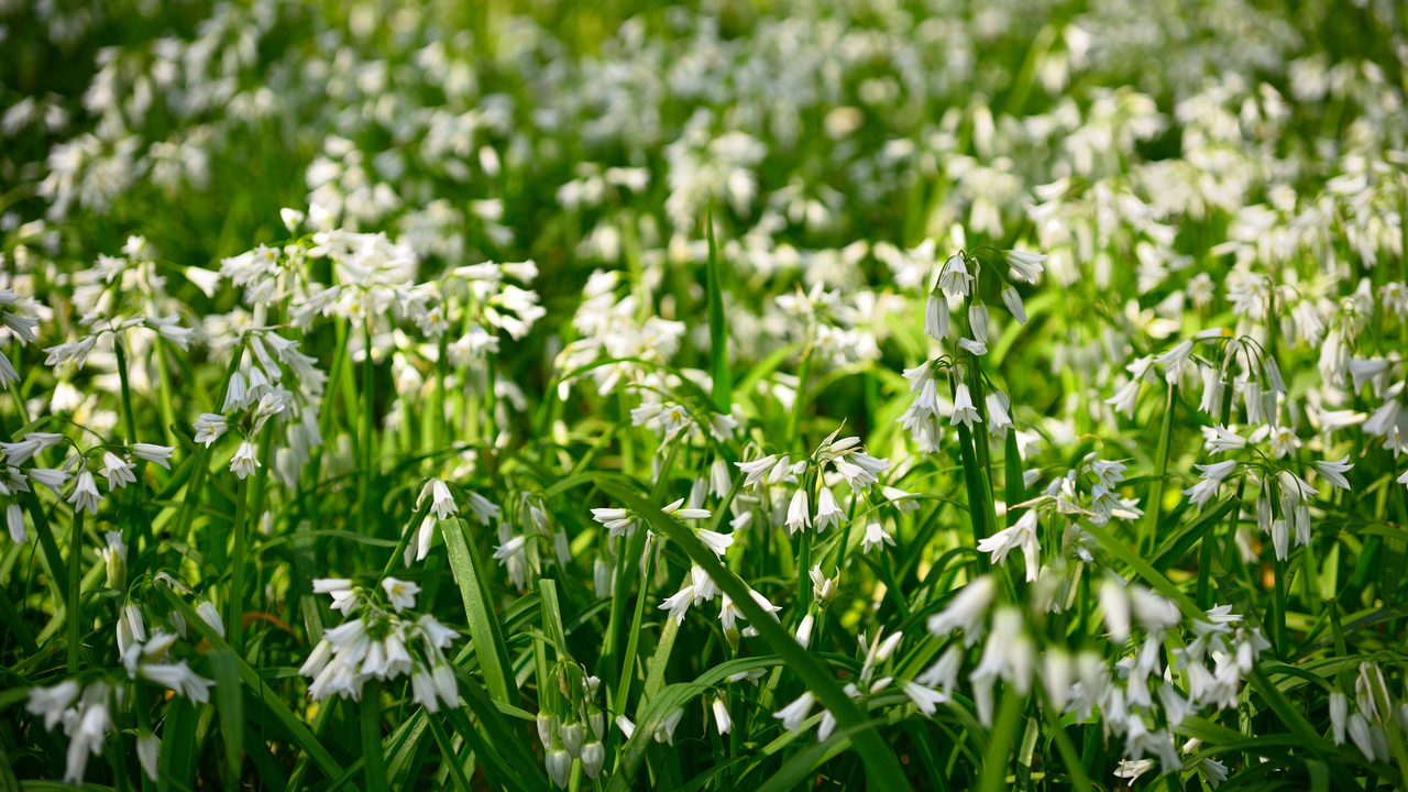 Garden experts issue warning against rapidly spreading invasive plant ...