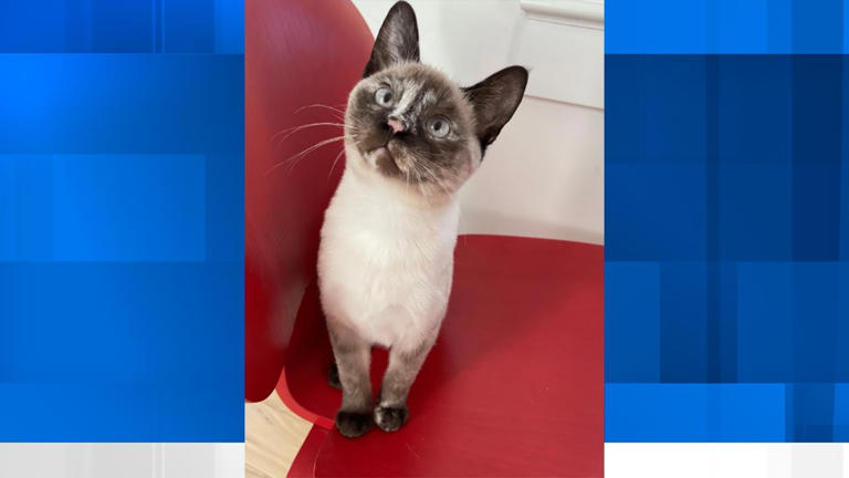 Oregon man awarded $800,000 after cat died from bird flu in pet food
