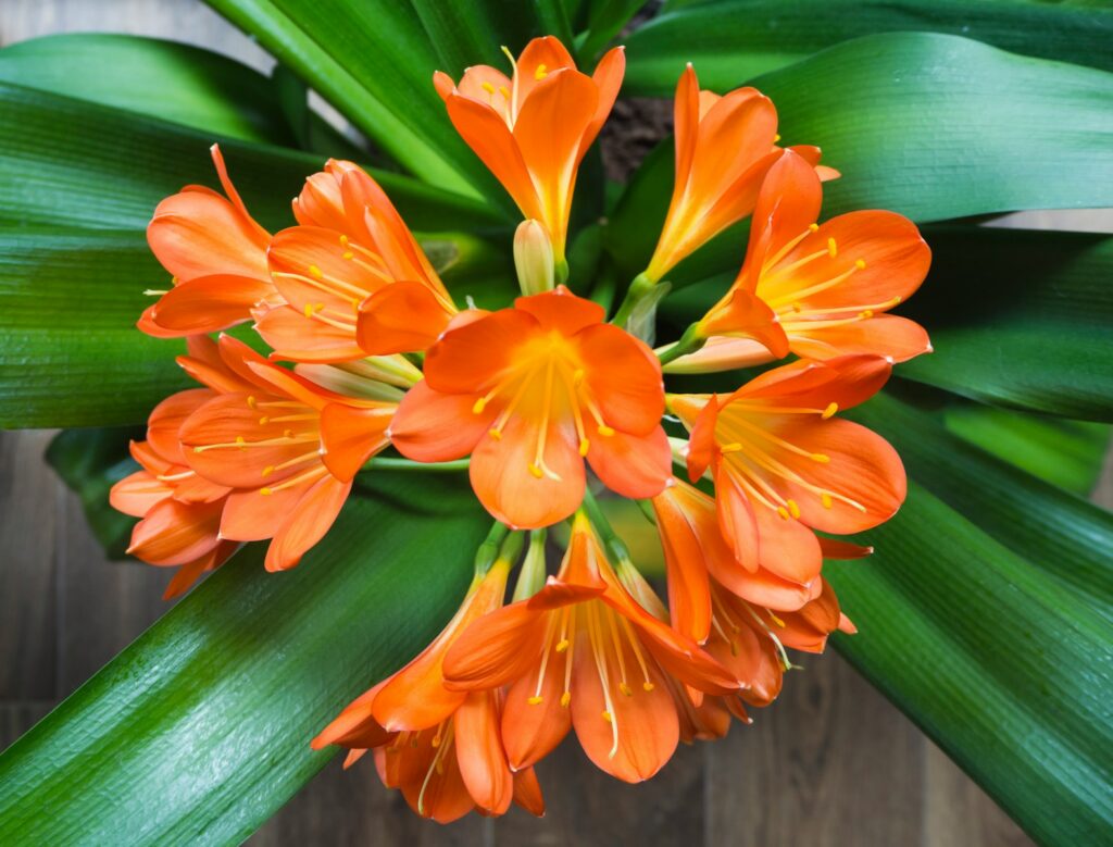 Pet owners beware: 10 houseplants to avoid