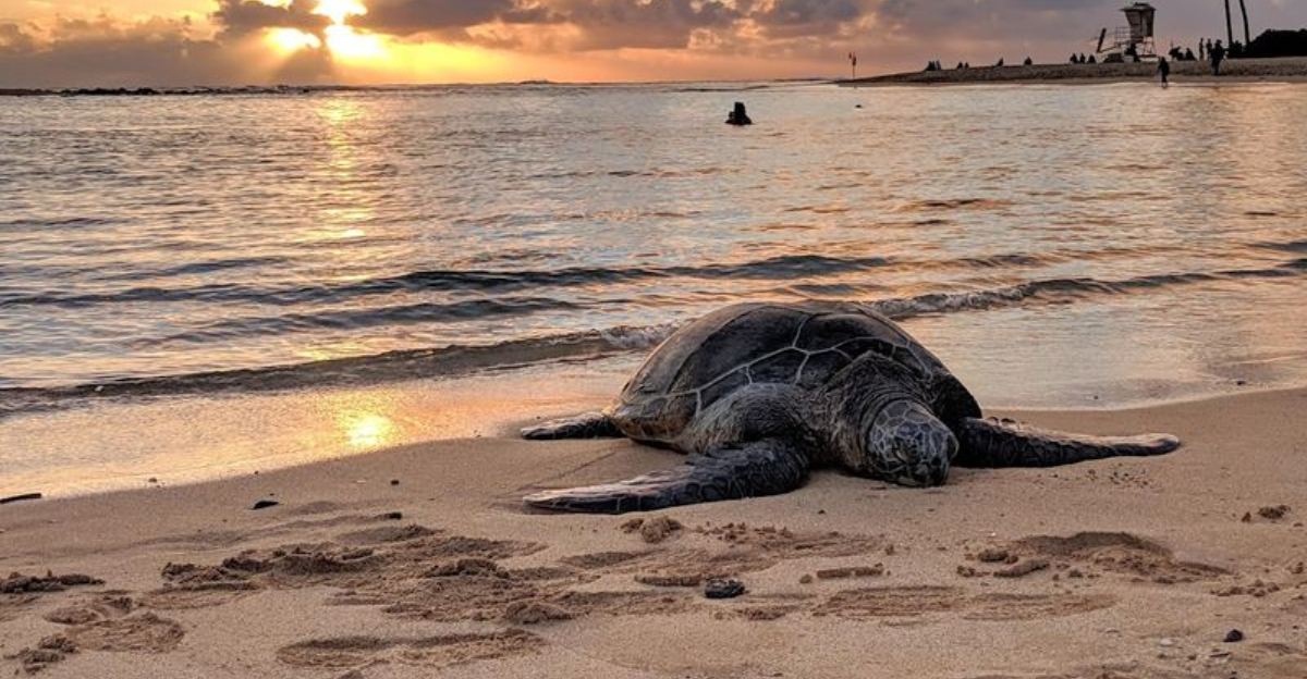 17 stunning US beaches where you can see sea turtles up close