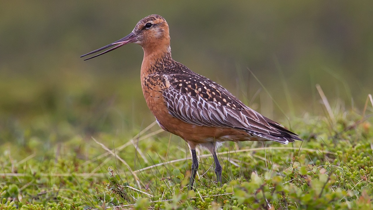 A tiny songbird just crushed the nonstop flight record — tracking tags ...