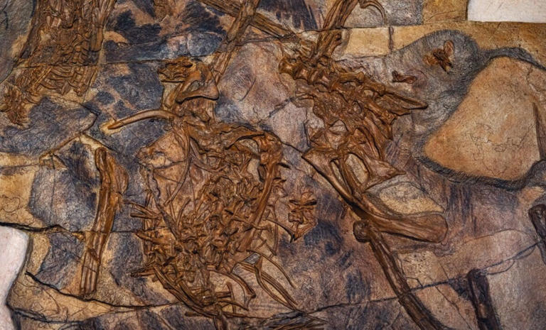 Scientists discover a 700-kilogram fossil rock in Brazil that confirms ...