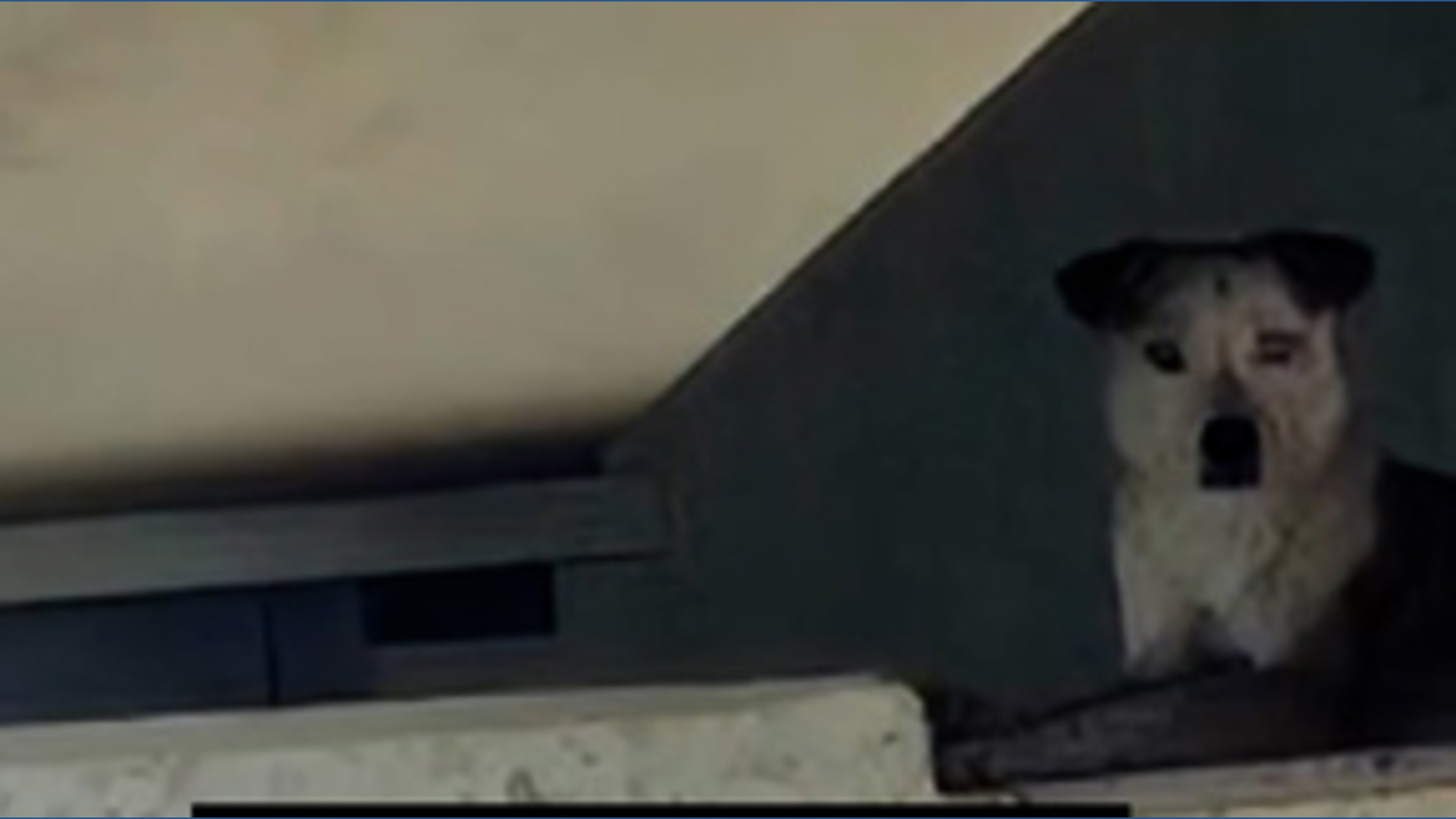 Dallas Fire-Rescue saves a dog that climbed on top of a pillar under a ...