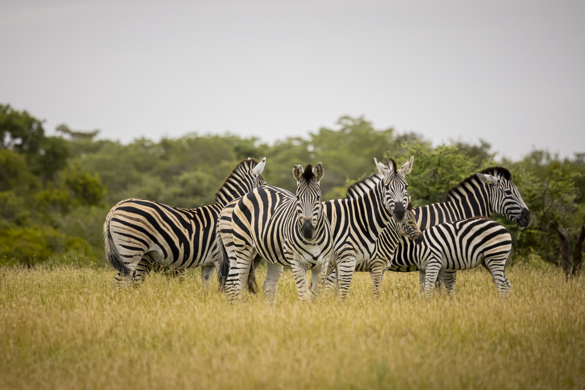 Interesting wildlife facts you might not know