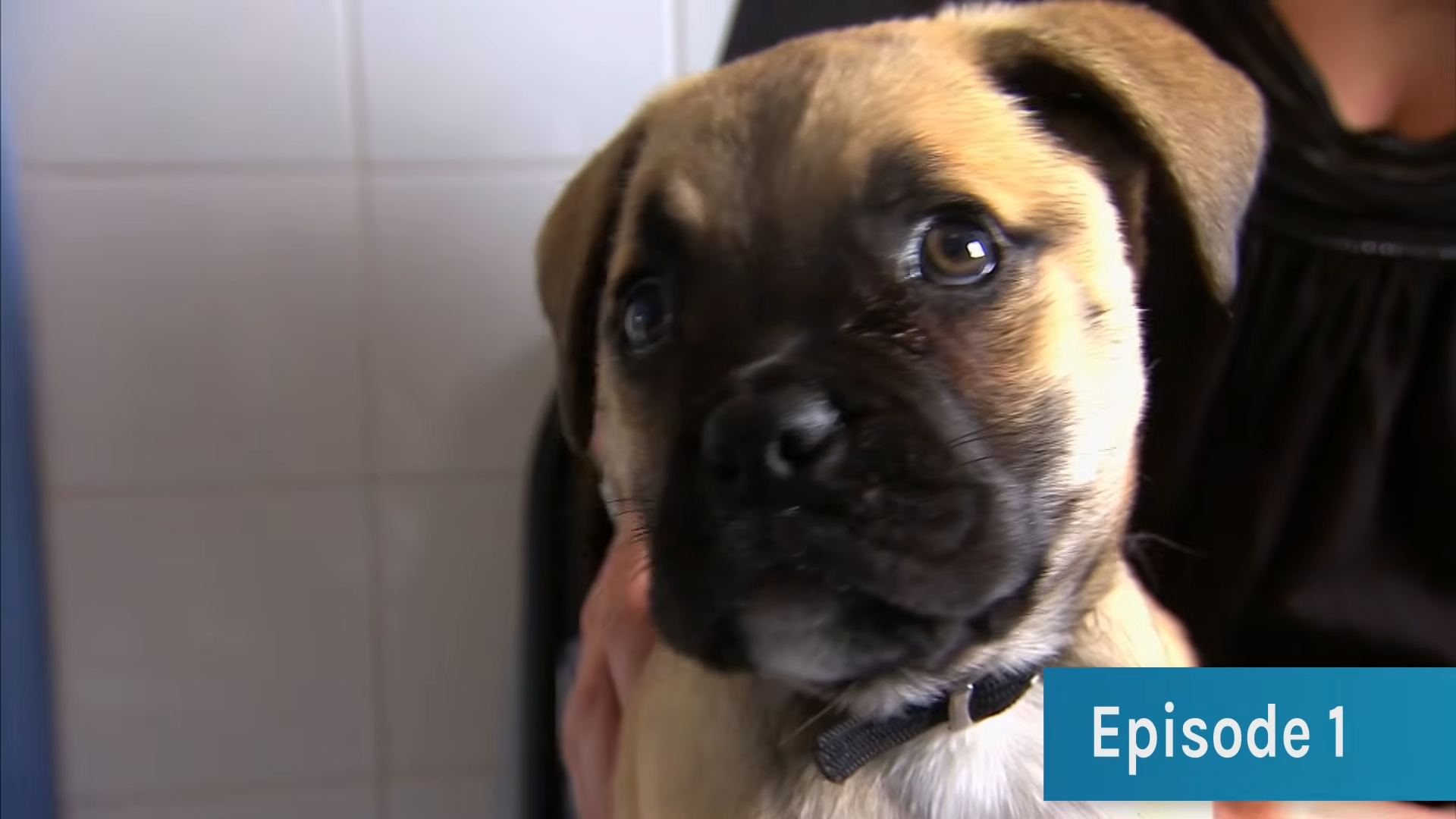Family supposed to foster this sick puppy for one week - but they fell ...