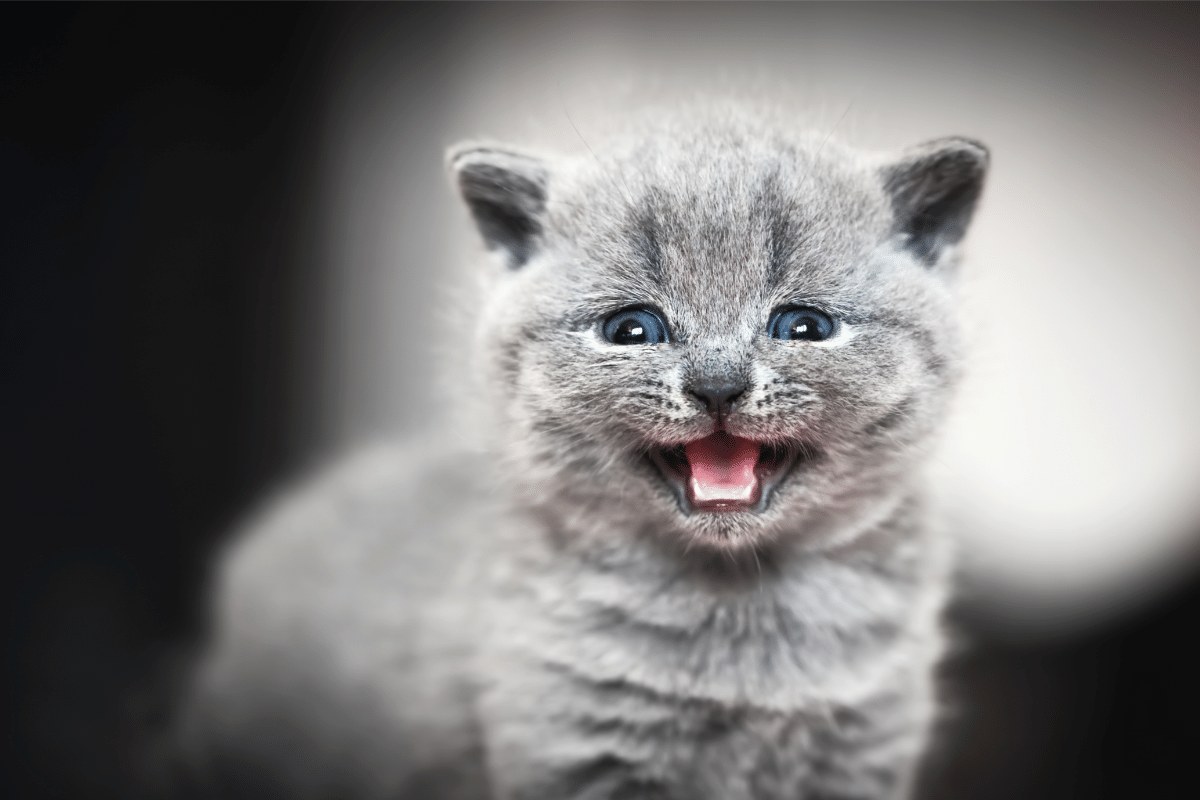 When your cat meows back at you, here’s what they’re actually trying to say