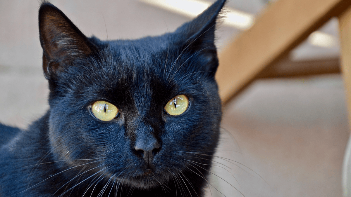 10 signs your cat has chosen you as its favorite human