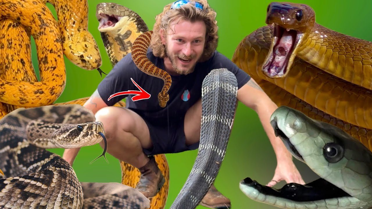 Africa’s venomous snake spotlight