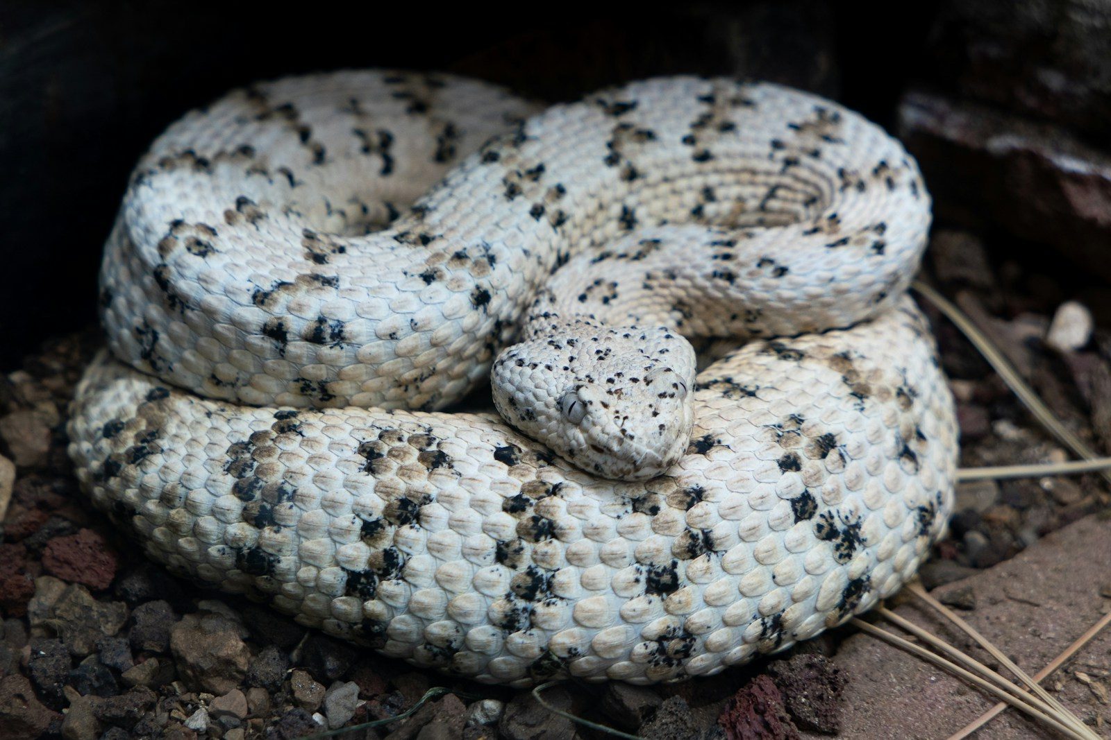 What the deadliest snake in America does to its prey