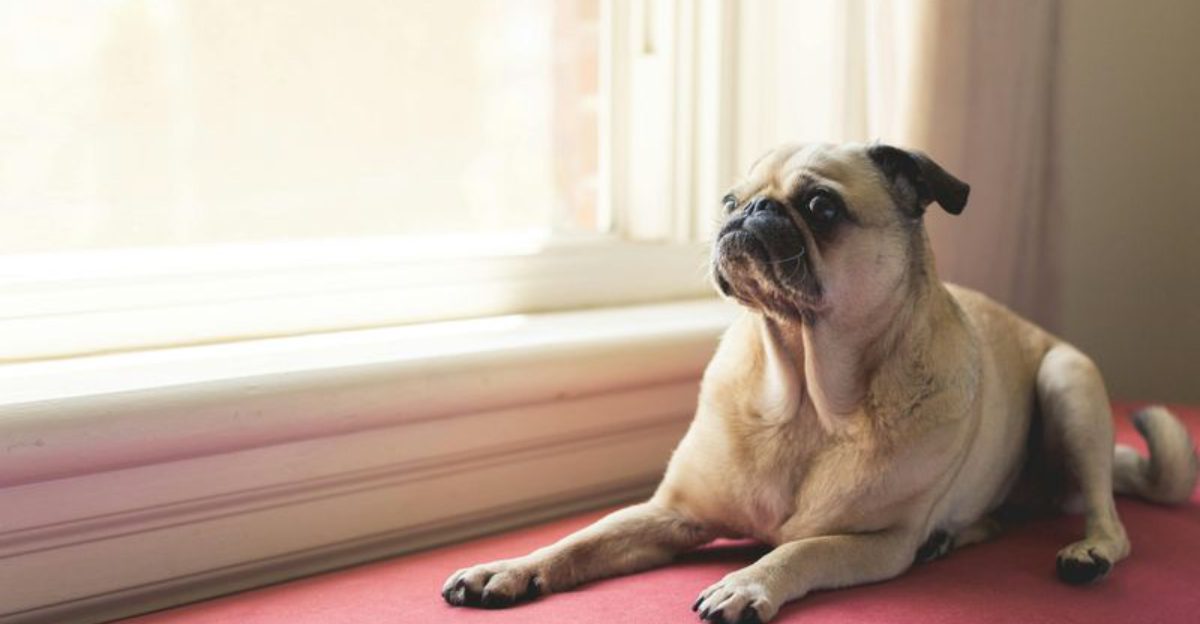 15 companion dog breeds perfect for indoor households and apartments
