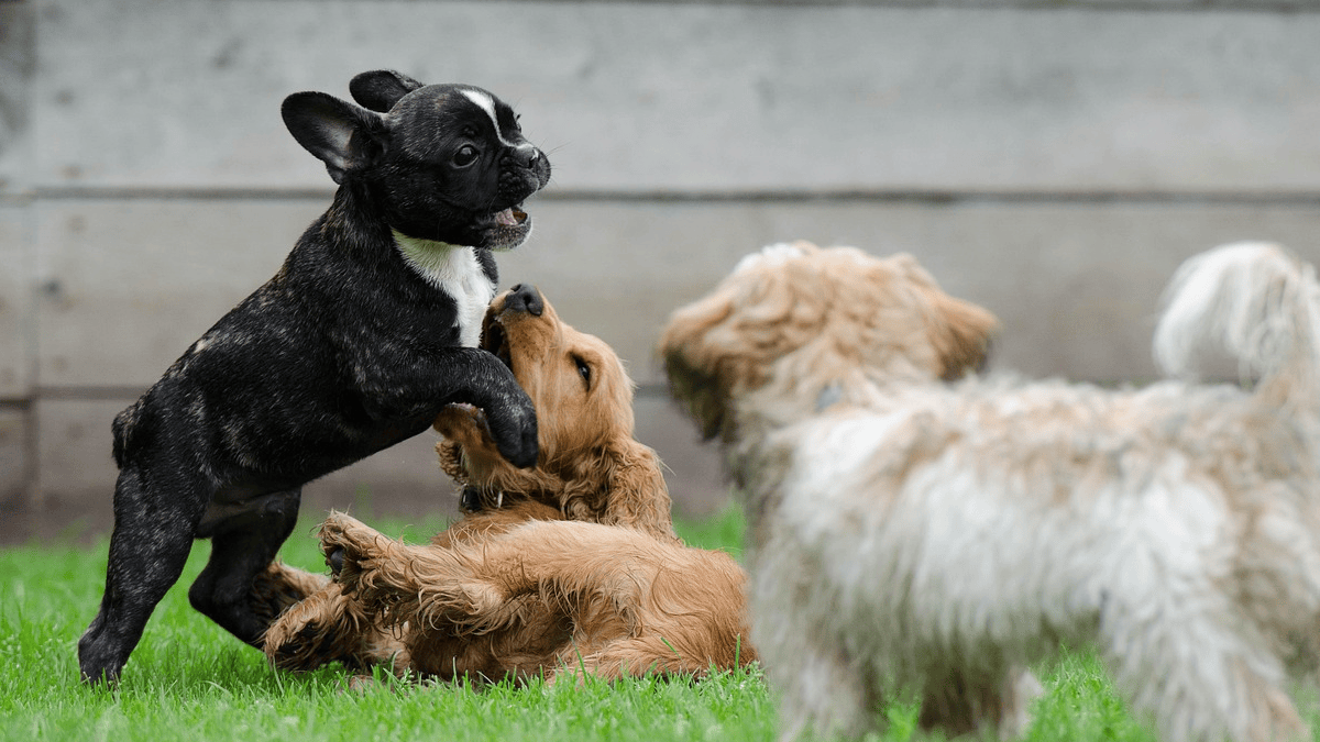 The meaning behind zoomies in dogs and cats