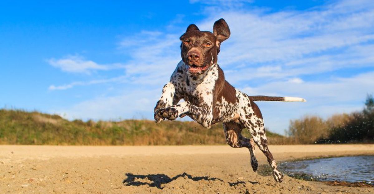 10 dog breeds that live for summer adventures – plus 4 that melt the ...