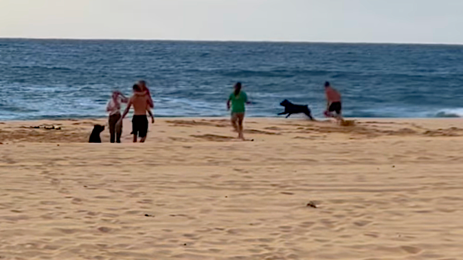 'Absolute hell': Dog mauls young girl on North Shore Oahu beach (video)