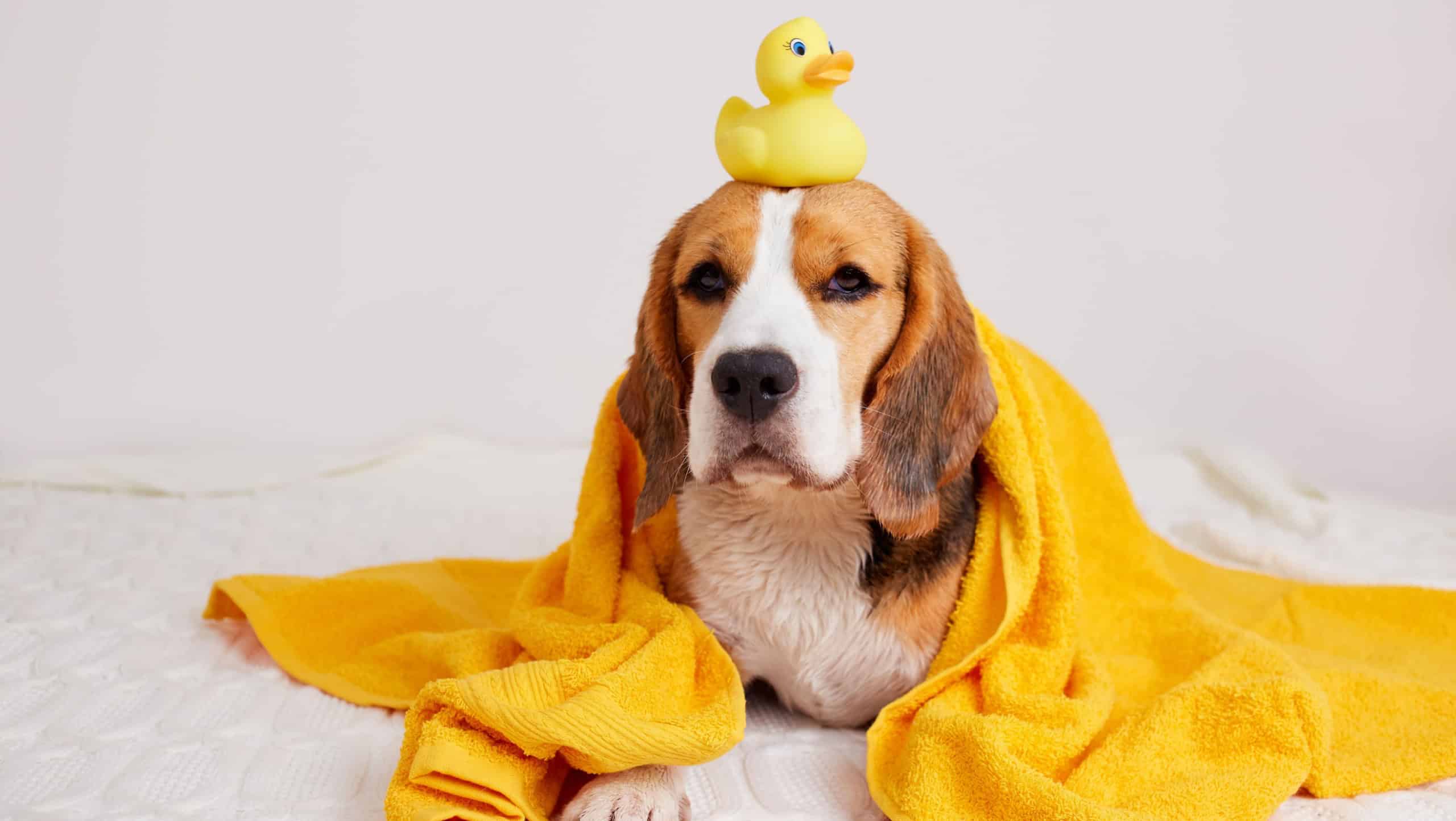 14 amazing things to know about beagles, the sweet breed everyone's ...