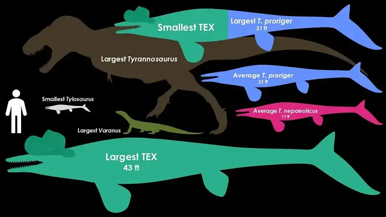 A new T rex has been discovered. But this one ruled the sea