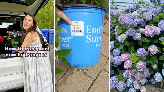 Gardening expert warns one common mistake can scorch hydrangeas and ...